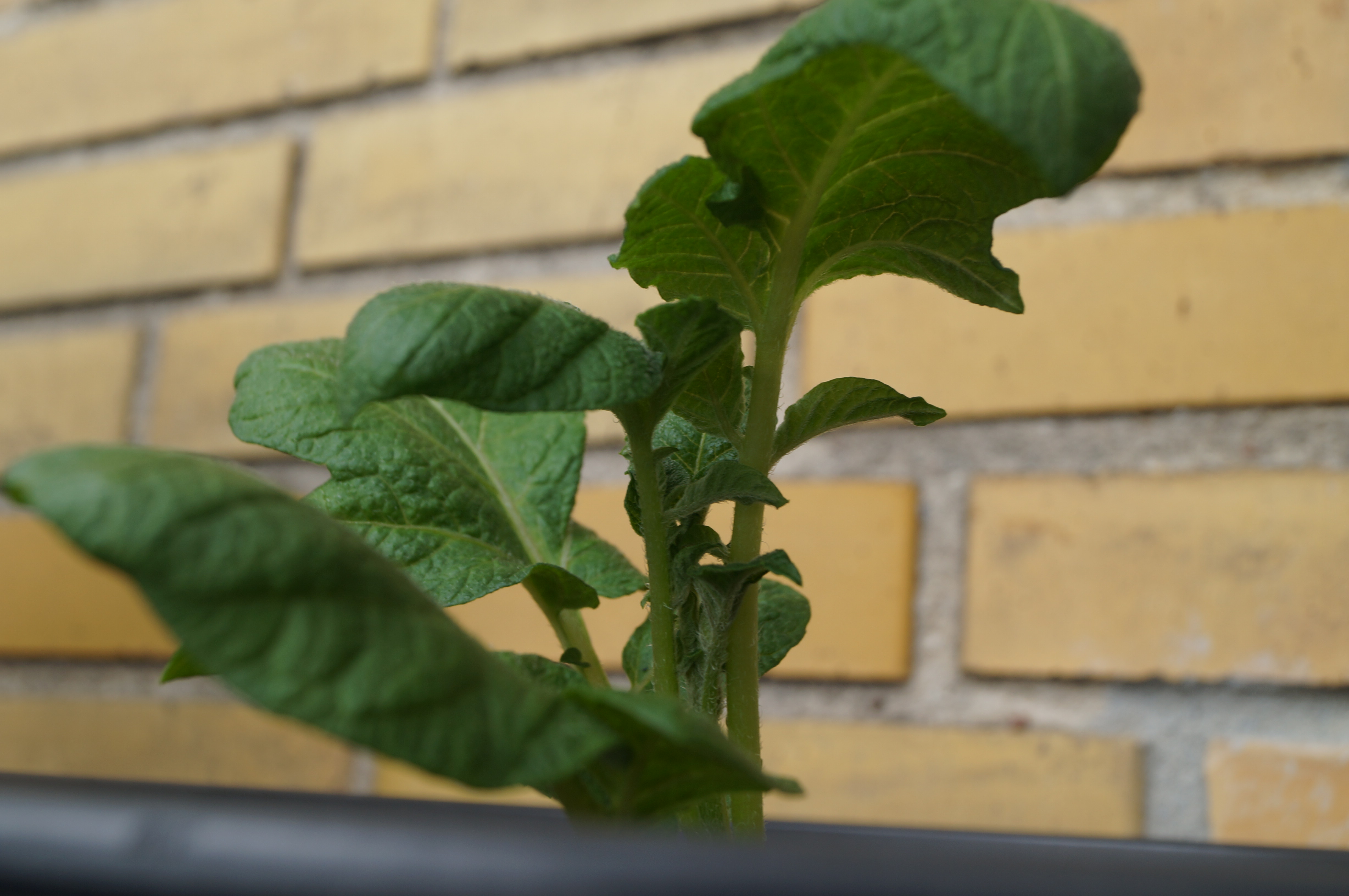 How to easily regrow potatoes indoor + poem guide – Ansar's Blog