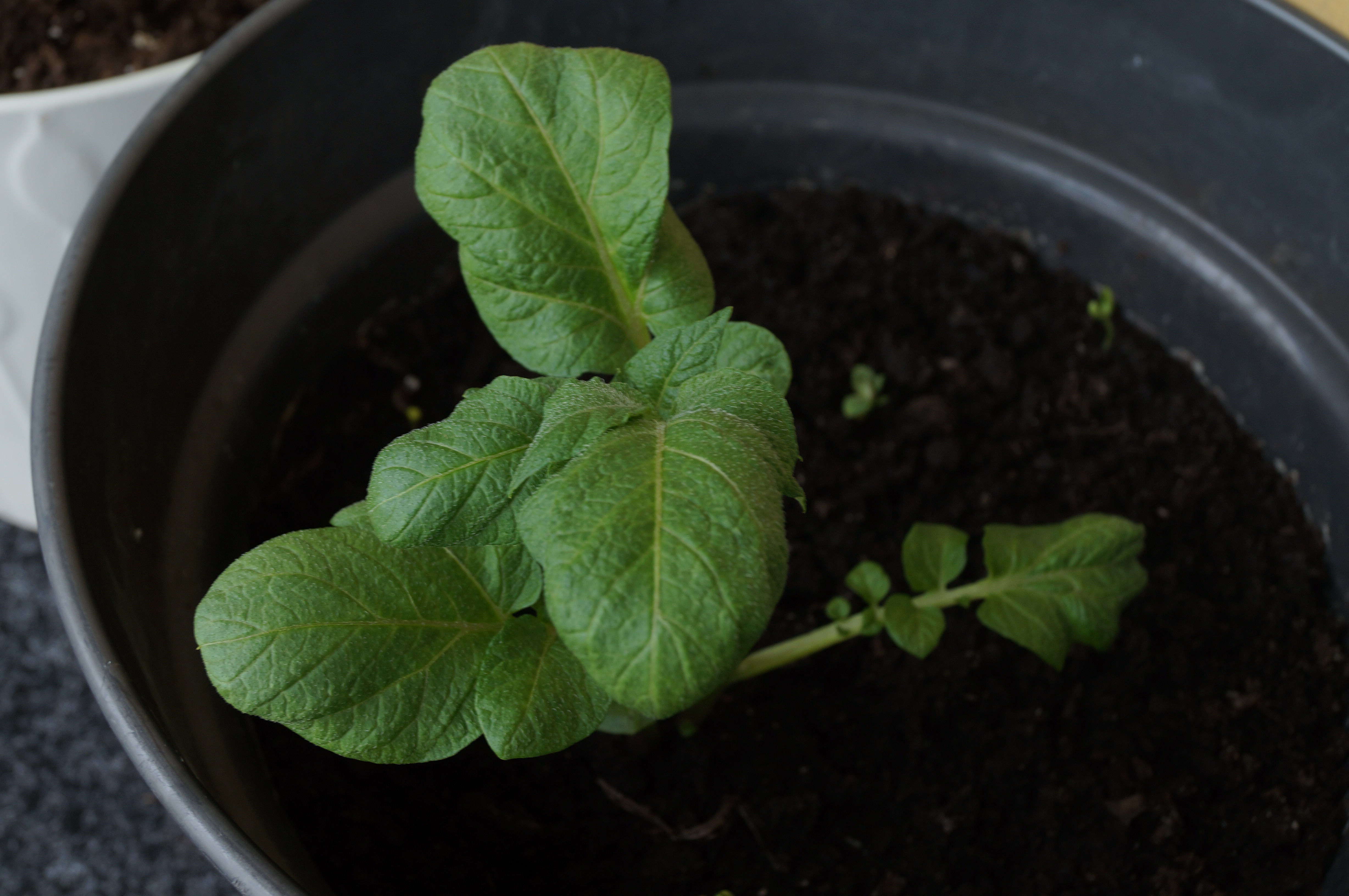 How to easily regrow potatoes indoor + poem guide – Ansar's Blog